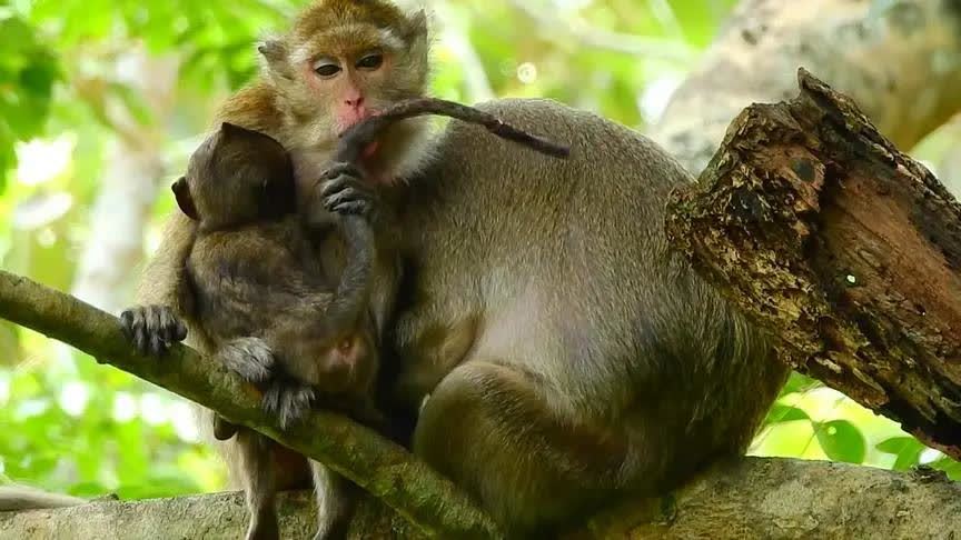 猴子看着去那么弱,但是还专注清理伤口