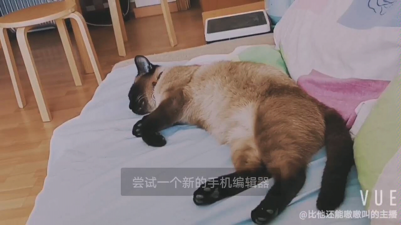 拿自家猫尝试新的编辑器