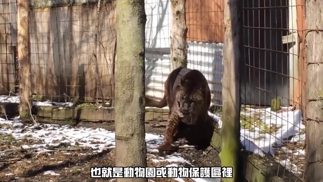 经过科学家培育的突变动物!人类实验所制造,因而成为牺牲品