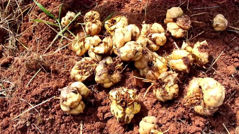 药食两用的百合,原型原来是这样的