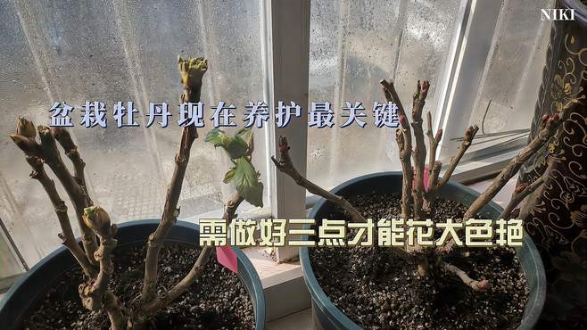 盆栽牡丹现在养护最关键,做好三点才能花大色艳