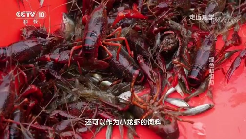 [走近科学]发展生态养殖推动绿色超级稻项目