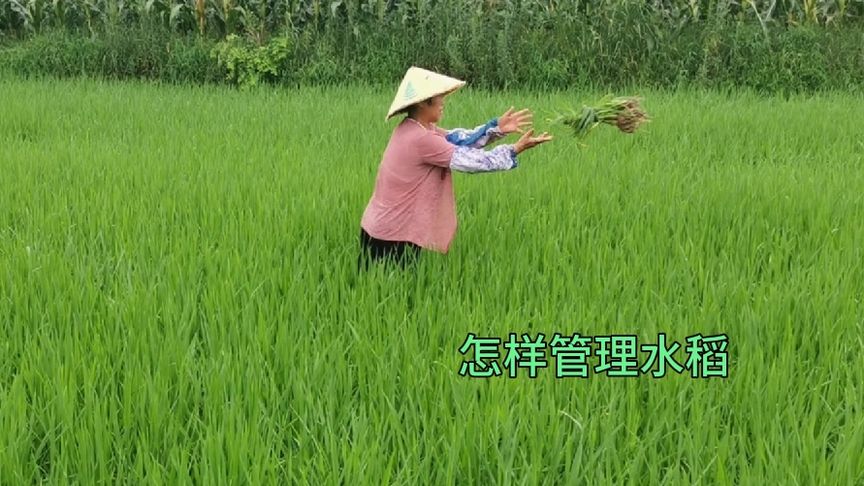 水稻的一生怎样管理