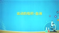 生物七年级下册 人教版 第13集 流动的组织——血液