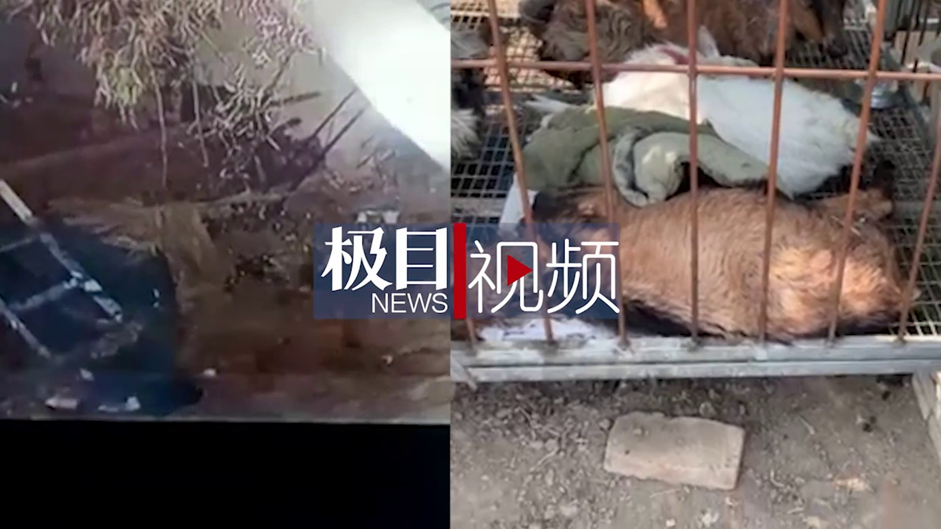 沈阳3匹狼进村咬死多只羊?官方:其实是马犬"作案"! 这狗攻击力很强!