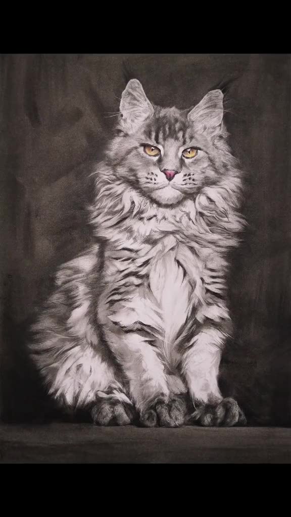 精微动物素描《猫》步骤图