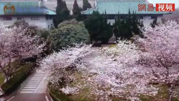听说武汉大学的樱花开了,这是我这辈子见过最美的樱花,没有之一