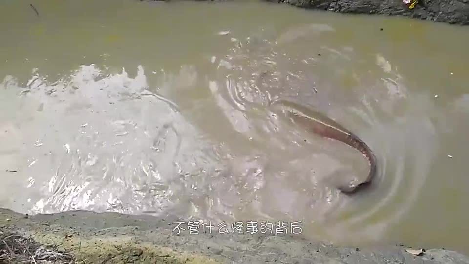 成千上万的鱼漂浮在水面,看到河里的水,人们似乎明白了原因