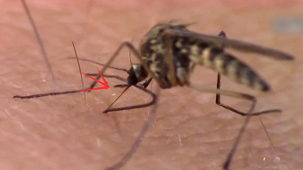为什么蚊子携带并传播病毒,人类不彻底消除...