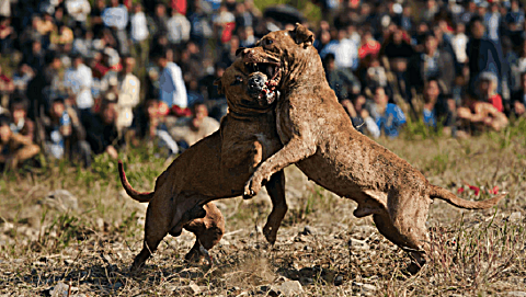 世界上最残忍的娱乐活动, 绝对是——斗狗, 全程我只感觉到了凶残