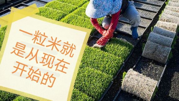 你吃的米有可能就是出自这片秧苗田的!你知道一粒米的全过程嘛?