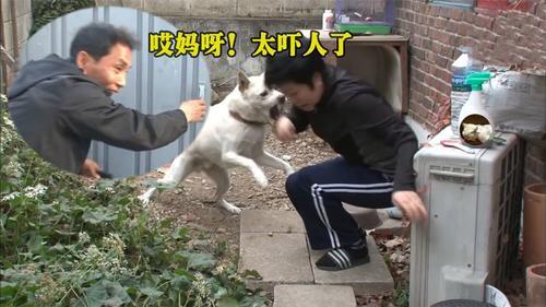狗狗疯狂撕咬自己的主人,手被咬掉一块皮,其中原因令人心酸