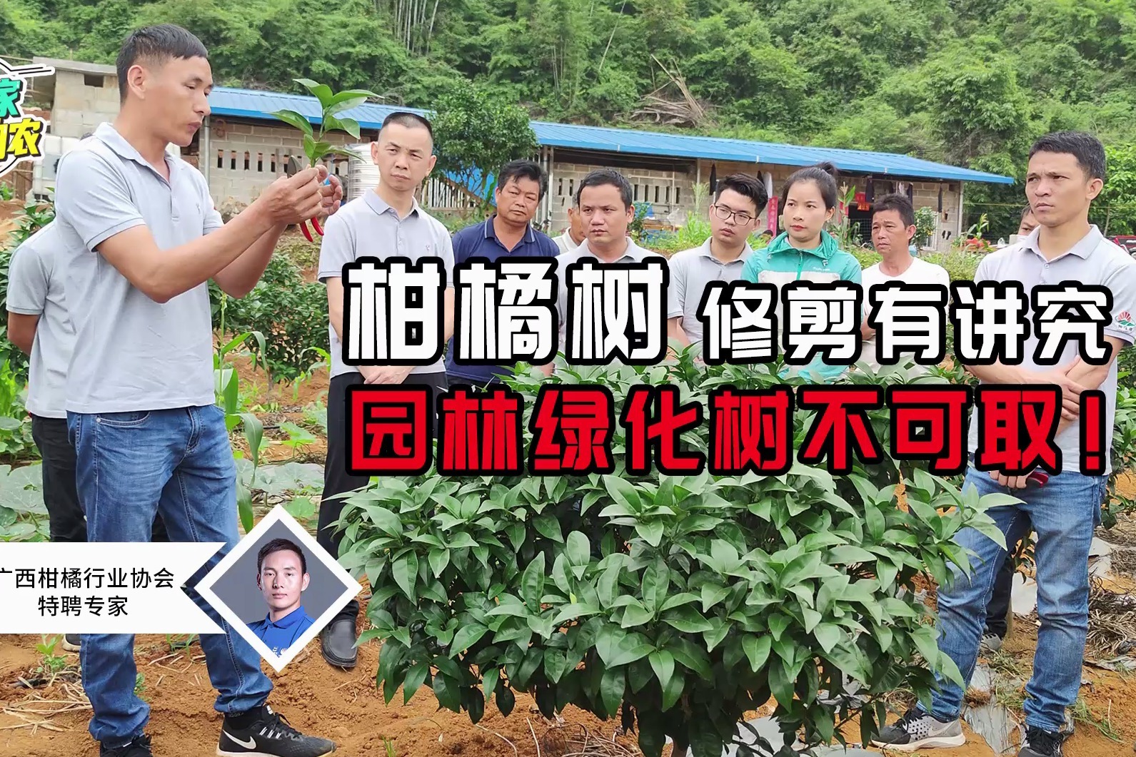 柑橘种植中,这样修剪会导致园林绿化树,现场围观专家正确修剪法