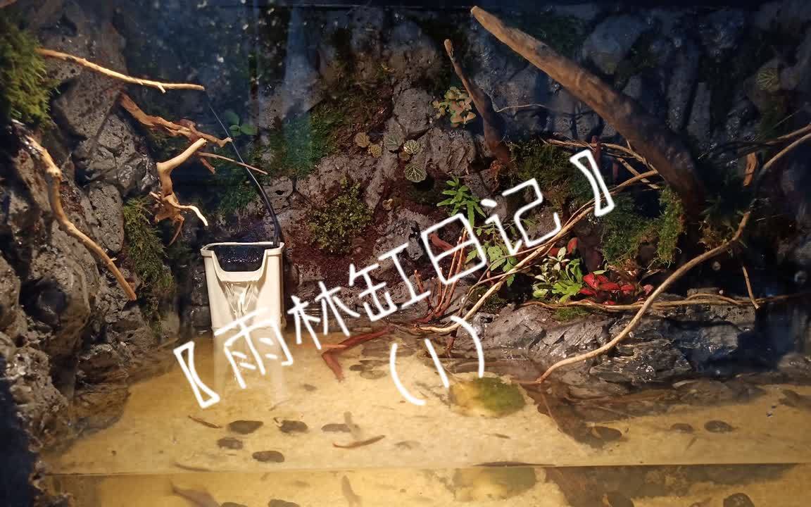 雨林缸开缸记录【果然还是有点植物好看呢】