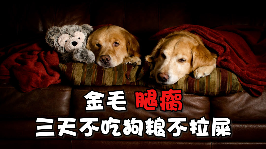 金毛腿瘸三天不吃狗粮不拉屎