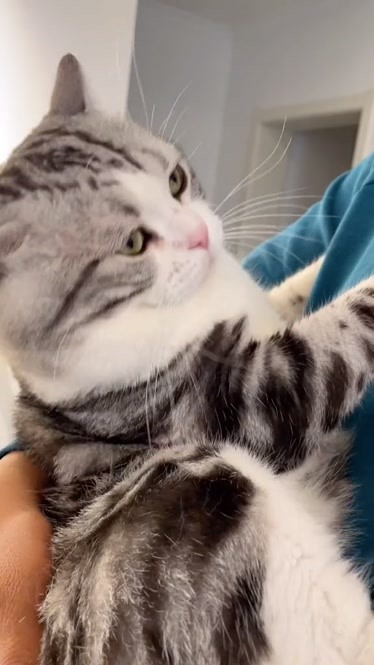 比女朋友还会撒娇的小猫咪,你肯定没见过