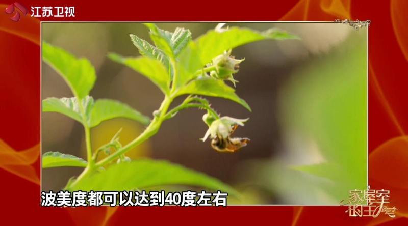 蜂蜜好不好,“波美度”很重要