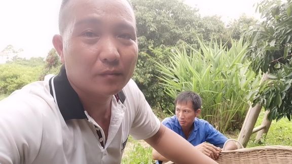 今天摘荔枝了,荔枝便宜都不情愿摘,摘了一半就回家,大累了!