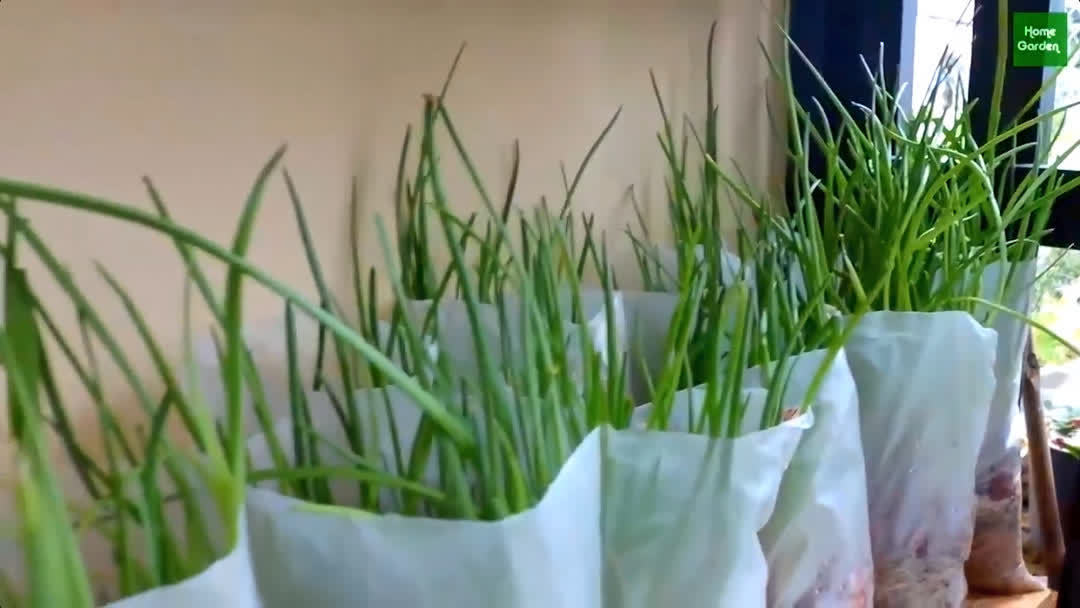 稻子壳种小葱,效果居然这么好,满满一茬吃都吃不完