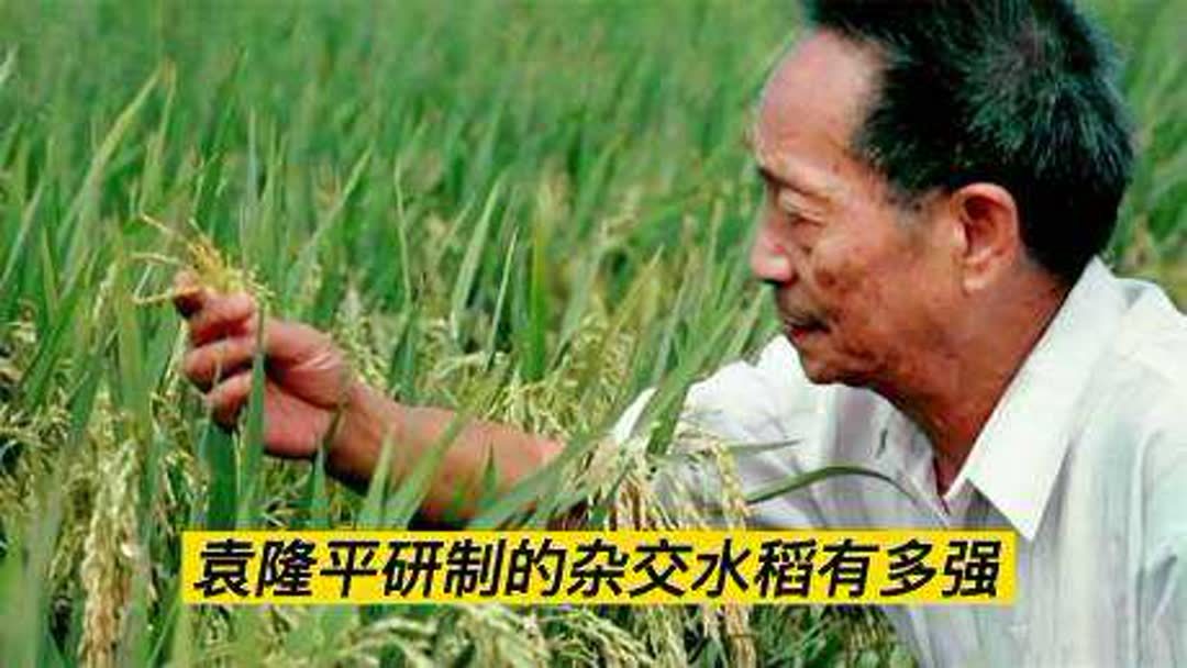 袁隆平研制的杂交水稻有多强?美国也要交专利费,被誉为东方魔稻