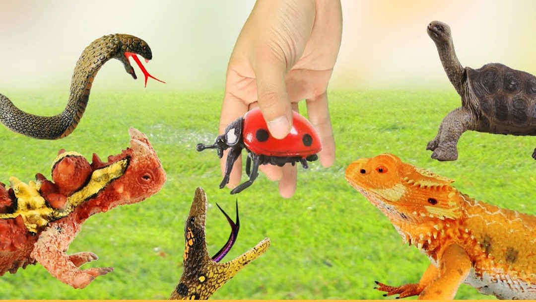 学习认识蜥蜴,蛇,乌龟,瓢虫等昆虫和爬行动物,趣味识动物