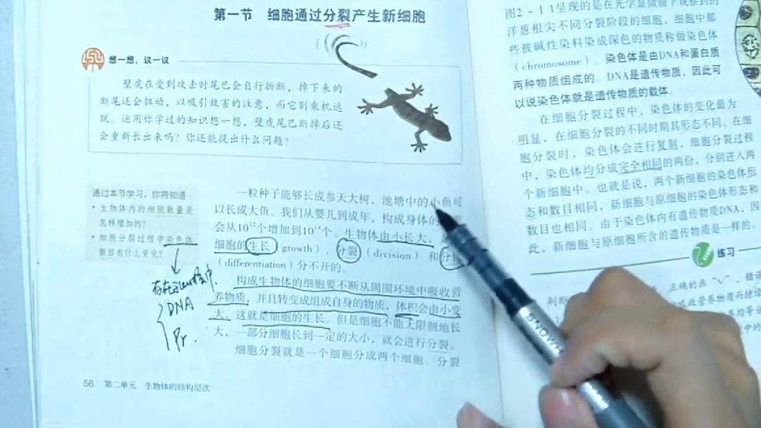 第二单元第二章第一节细胞通过分裂产生新的细胞