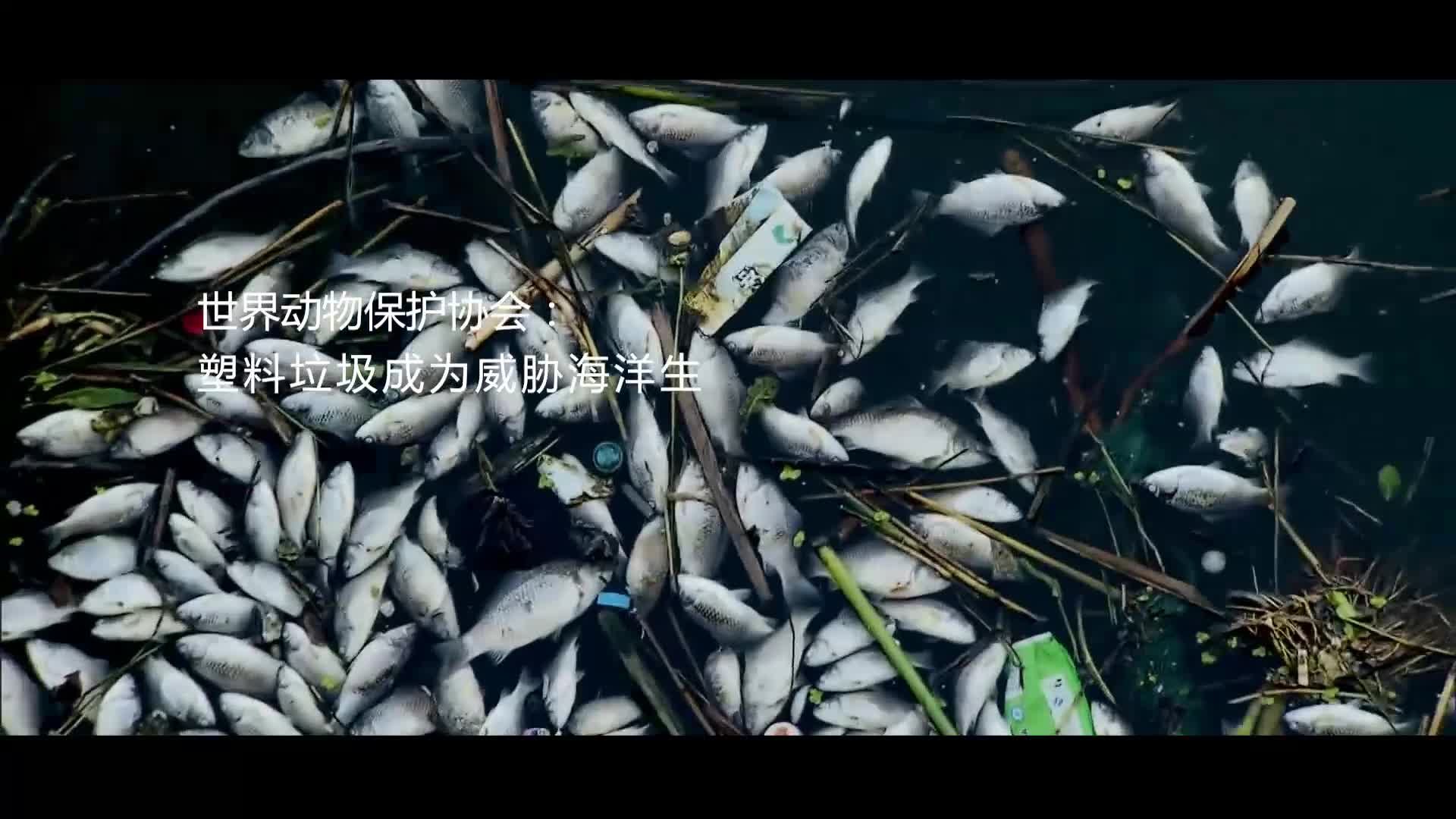 6月8日世界海洋日公益宣传片