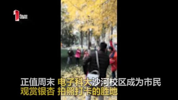 电子科大成银杏观赏胜地 游客疯狂摇晃树枝被学生拍下