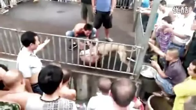 土狗斗狗残忍搏斗