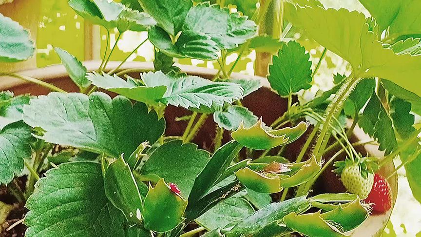 果实多少不重要,主要看到的是全过程,从开花到结果一天天的成熟