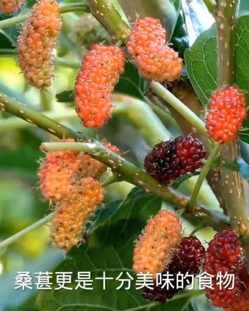 桑叶除了能为蚕还有哪些用处呢?