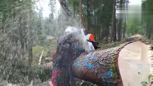 森林深处砍伐树木,需要一个技术好的工人,非常重要,效率高很多