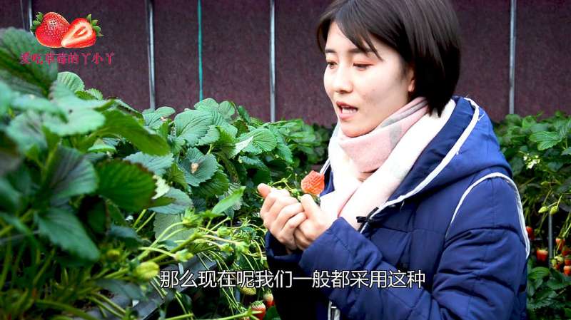 在草莓大棚中有滴水管,这些管子可是大有用途的,你都了解吗?