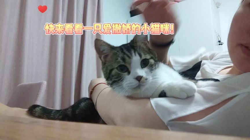 快来看撒娇的小猫咪!