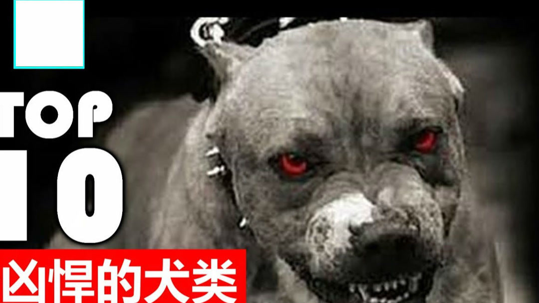 猛犬排行榜:世界十大难以被驾驭的凶猛恶犬