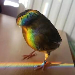 鹿卡斯 