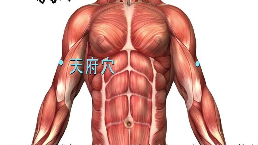 脉络-中医艾灸针灸取穴 天府穴