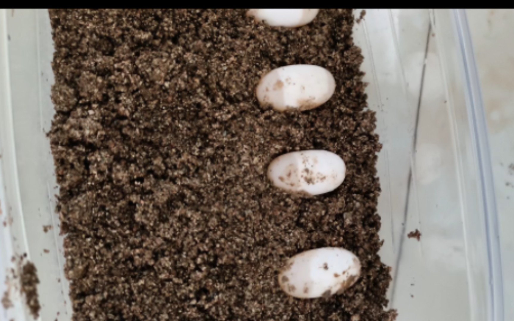 第一窝,四枚受精蛋