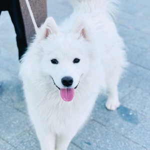 吾有小玉 