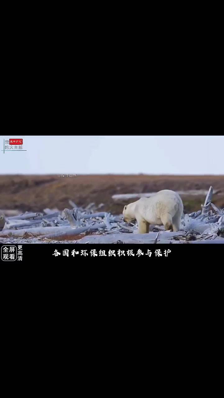 北极熊吃什么?全球变暖,北极熊该如何生存?
