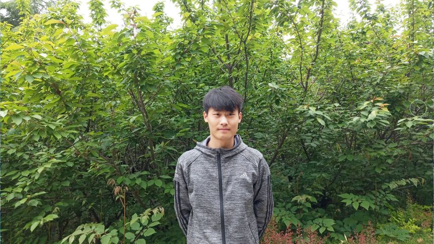 农村种植成群樱花树,殊不知不光观赏价值,药用营养价值也颇多!