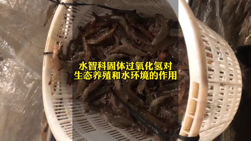 水智科固体过氧化氢对生态养殖和水环境的作用#水产养殖