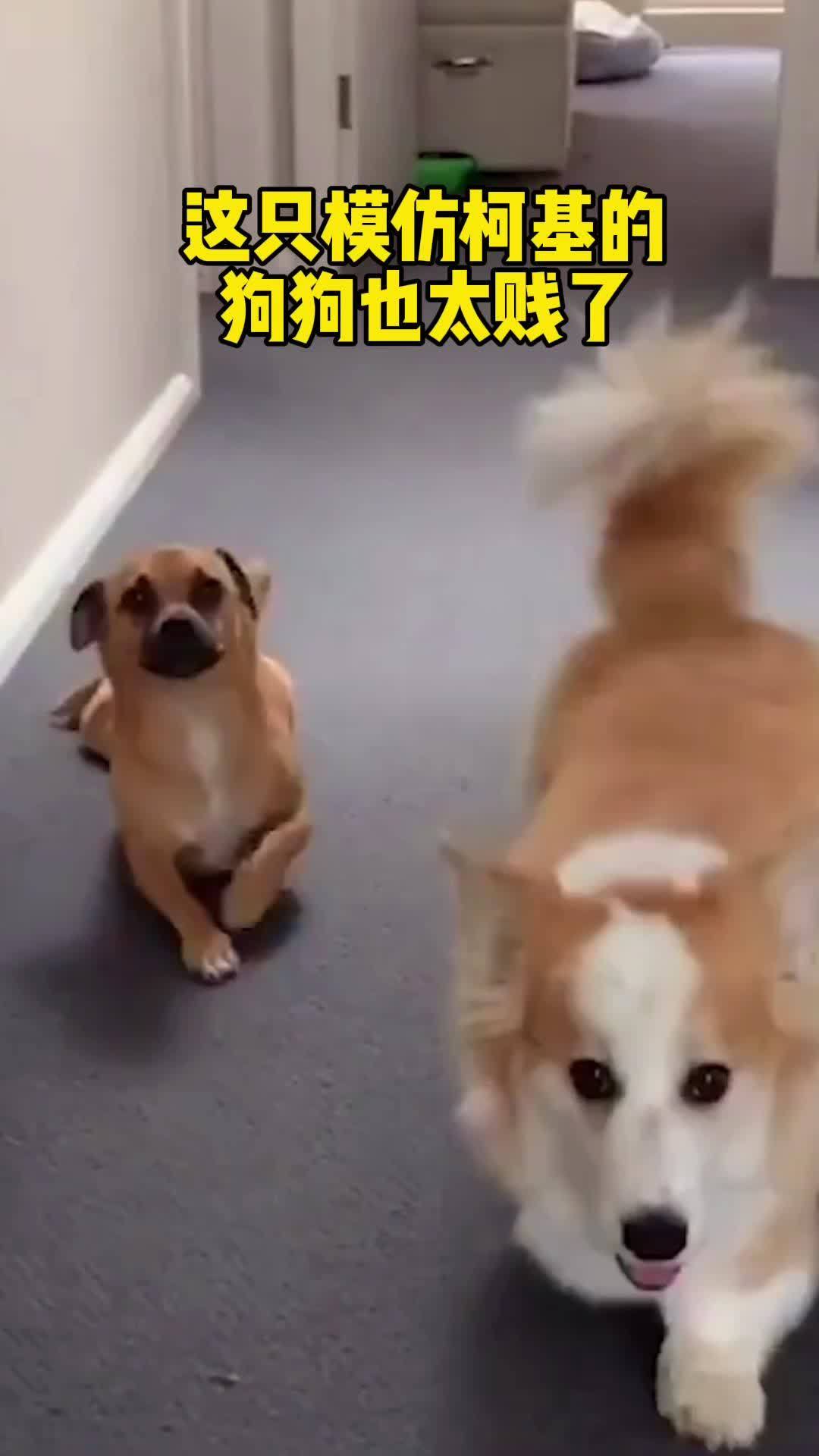 狗狗模仿柯基走路,真是笋到家了#动物世界