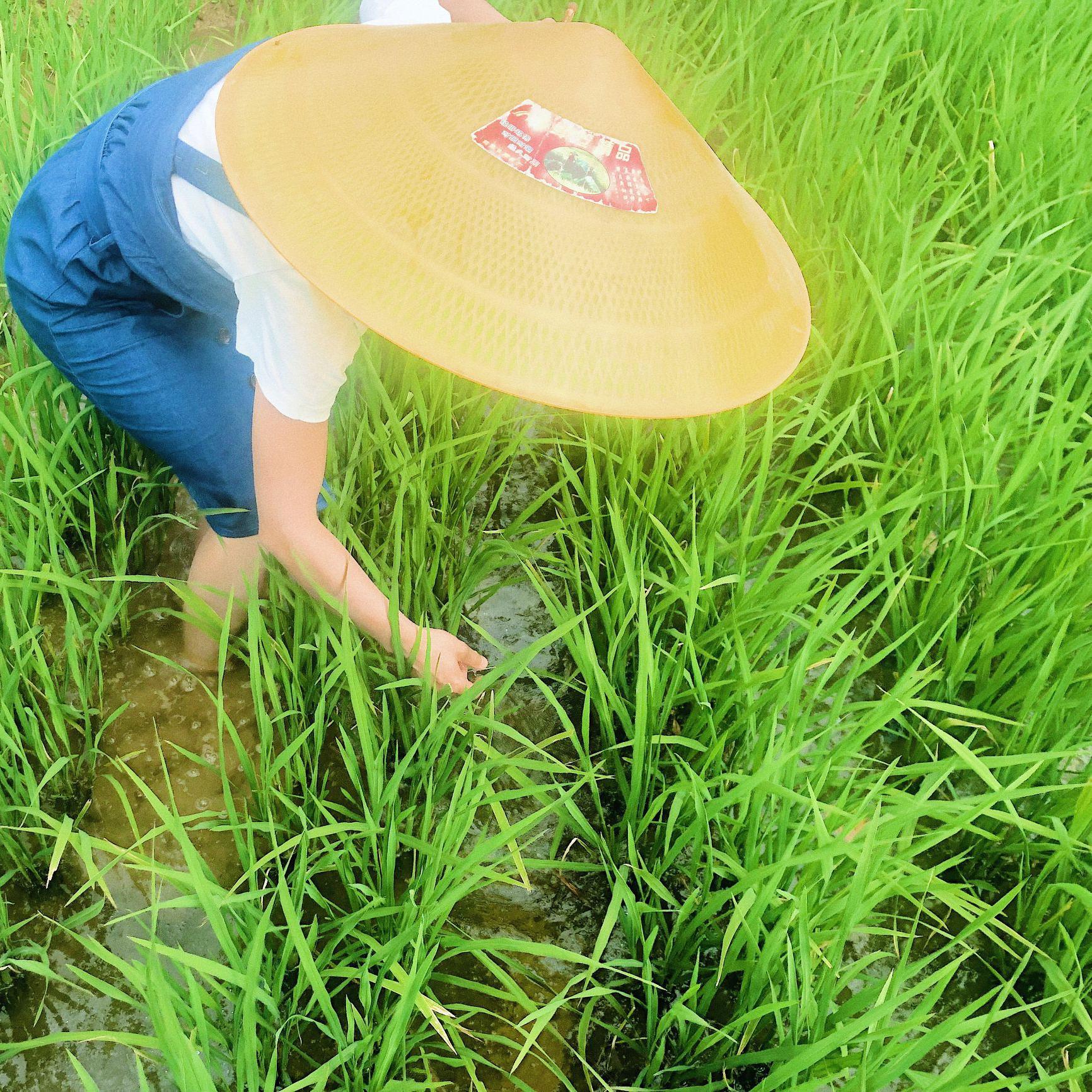 兰姑妈家在农村 