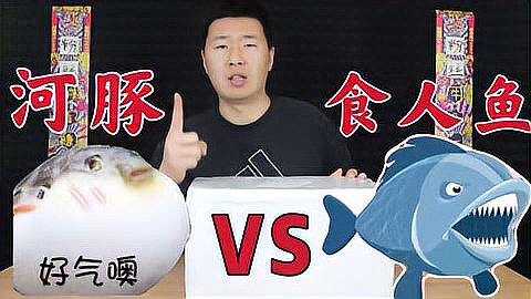 戈一森的开箱 :有毒的河豚pk凶猛食人鱼
