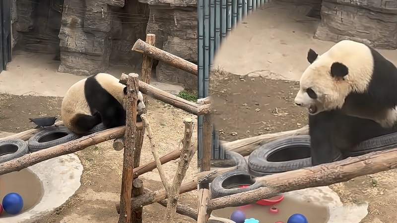 乌鸦狂薅熊猫屁股毛,结果被教训,熊猫:讨厌没有边界感的乌鸦