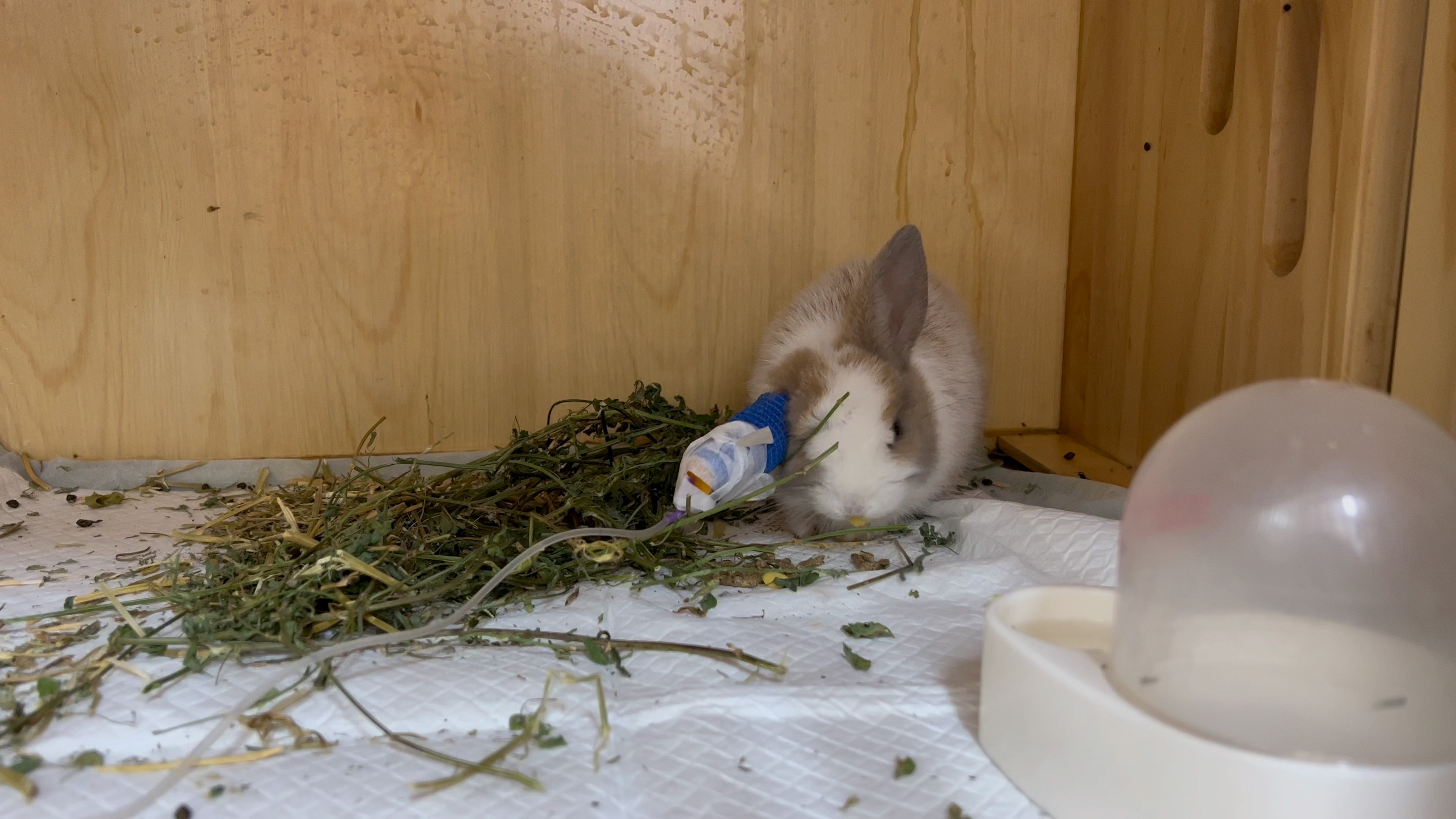 ...严重腹泻,水样便,来的时候已经快要不行了,紧急留置静脉套管针,血管...