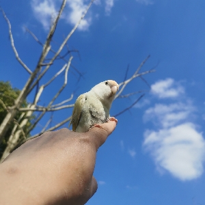 漂飘的萝卜 