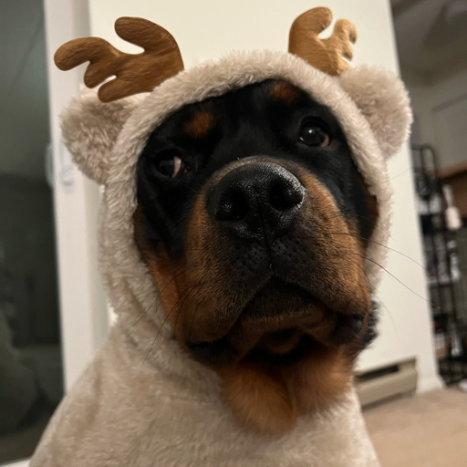 大腚是只罗威猪 