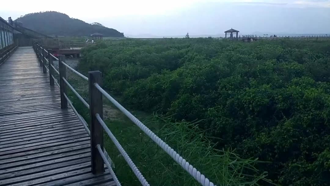 遇见海陵岛·国家红树林湿地公园